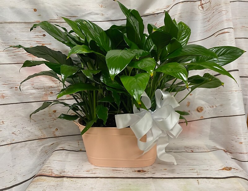 Pastel Planter arranged by a florist in Lexington, KY : Bella Blooms ...